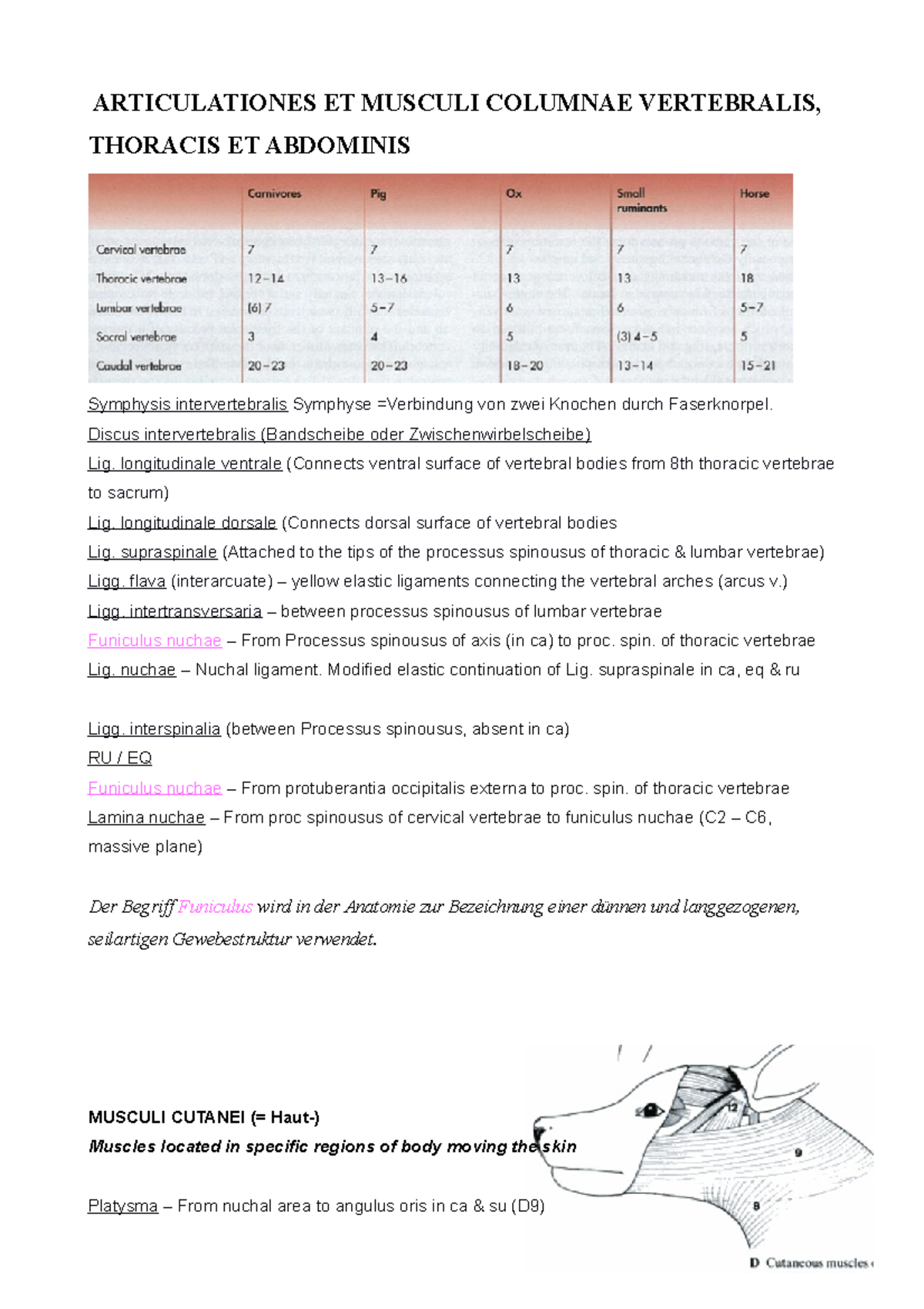 Articulationes ET Musculi Columnae Vertebralis - ARTICULATIONES ET ...