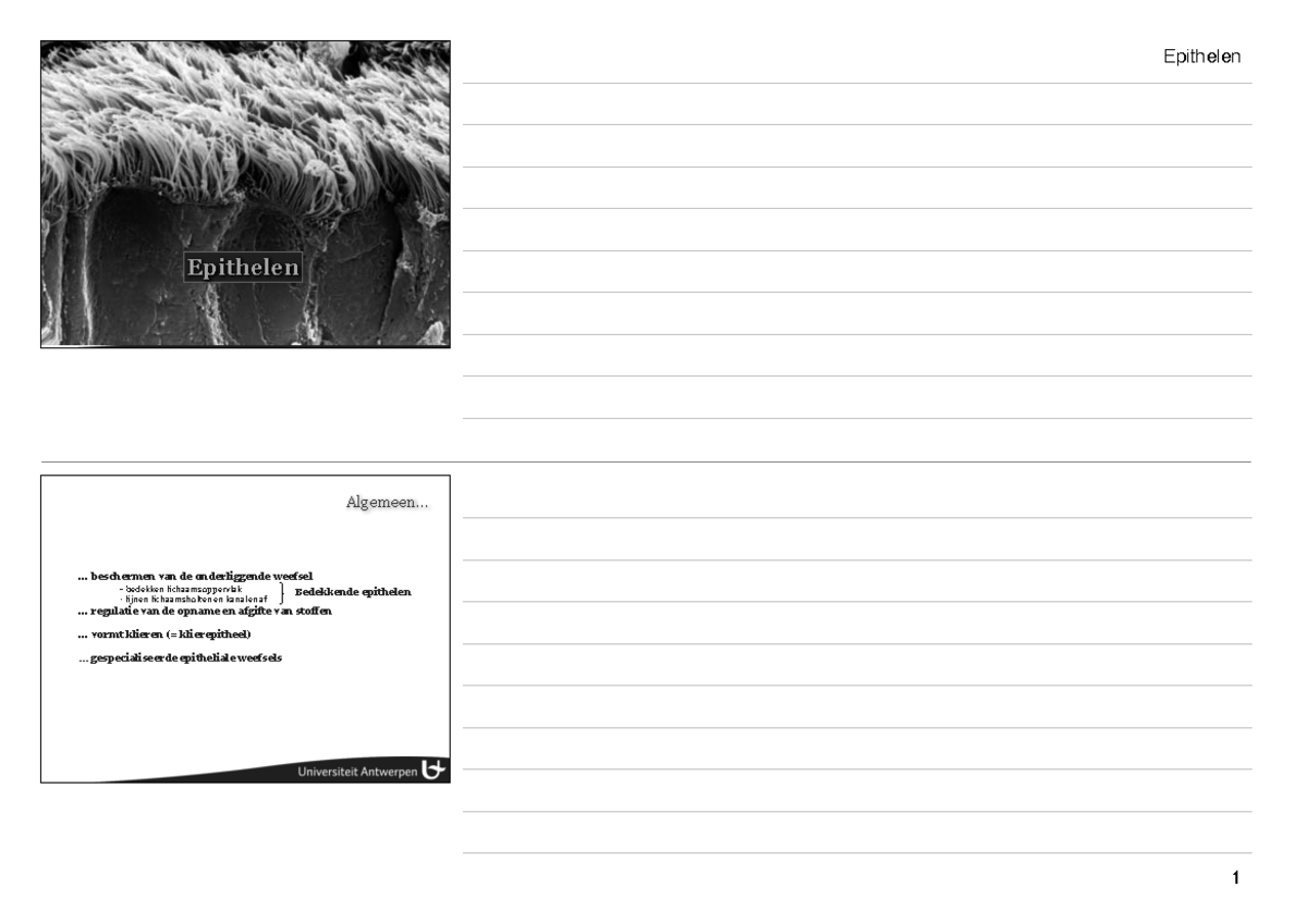 HO 2 FAR1 Epithelen - epitheel - Epithelen Algemeen... ... beschermen ...