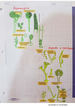 56177 ft - Rowachol - FICHA TÉCNICA 1. NOMBRE DEL MEDICAMENTO ...