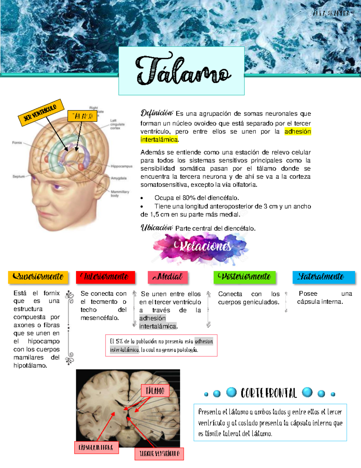 Adhesión Intertalámica