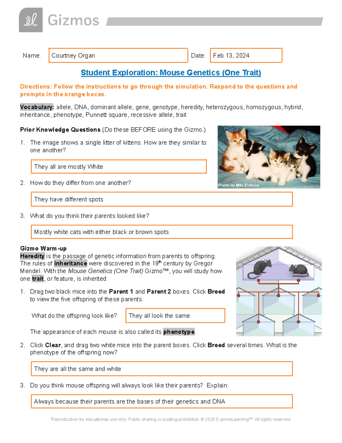 Copy of 4- Gizmo - Mouse Genetics - Name: Courtney Organ Date: Feb 13 ...