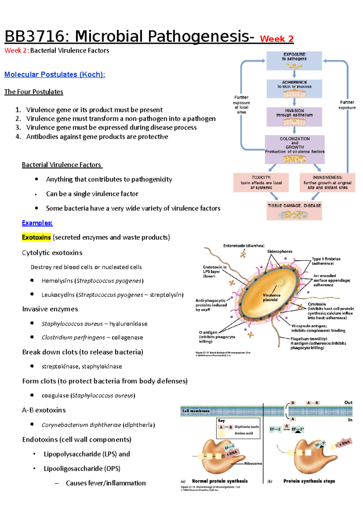 Microbial Pathogenesis- week 2 Bacterial Virulence factors - Bacterial ...