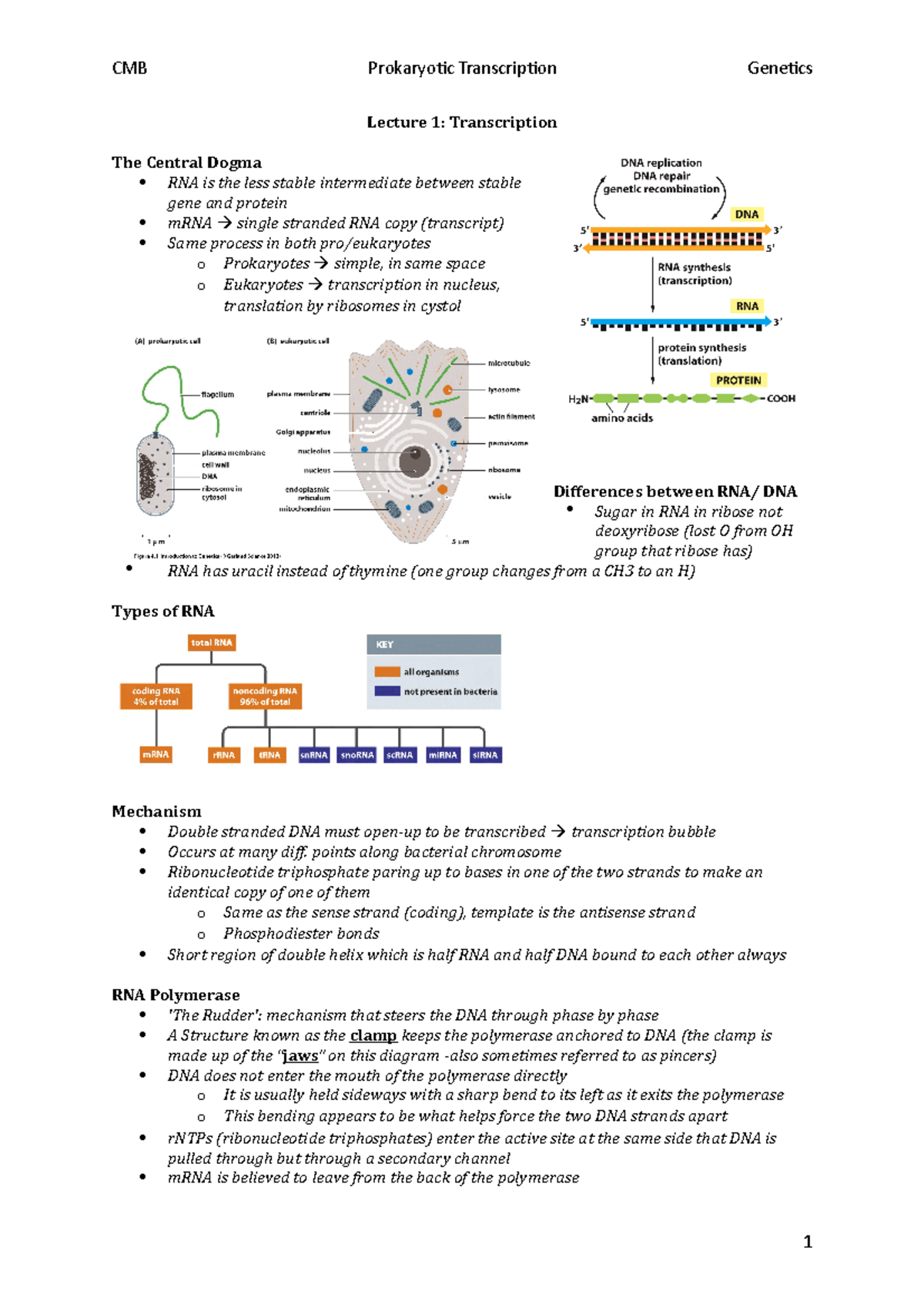 Transcription - points along bacterial chromosome Ribonucleotide ...