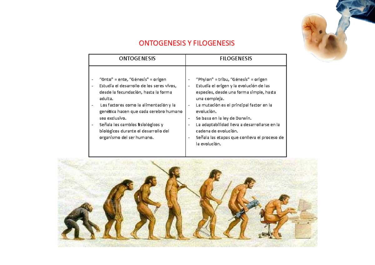 S2.s2 Bases - Lecture notes 2 - ONTOGENESIS Y FILOGENESIS ONTOGENESIS ...