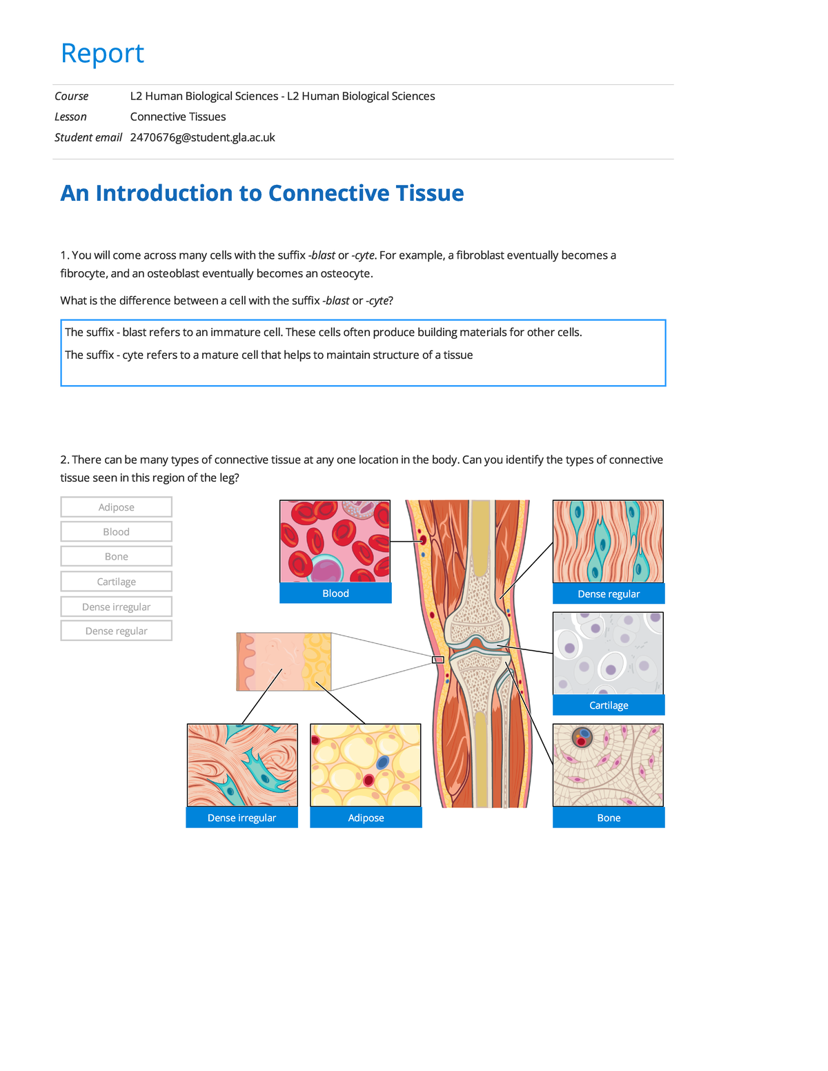 Connective Tissues Lecture Notes - Report Course L2 H uman Biological ...