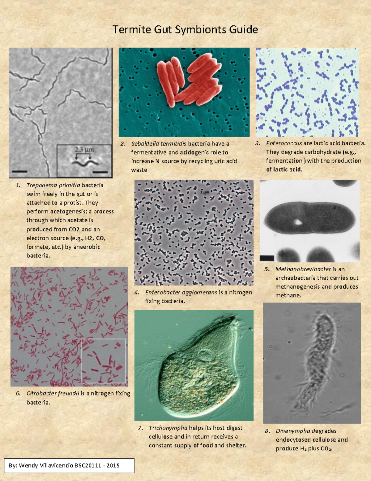 Termite Bacteria Symbiont Guide - Termite Gut Symbionts Guide 1 ...