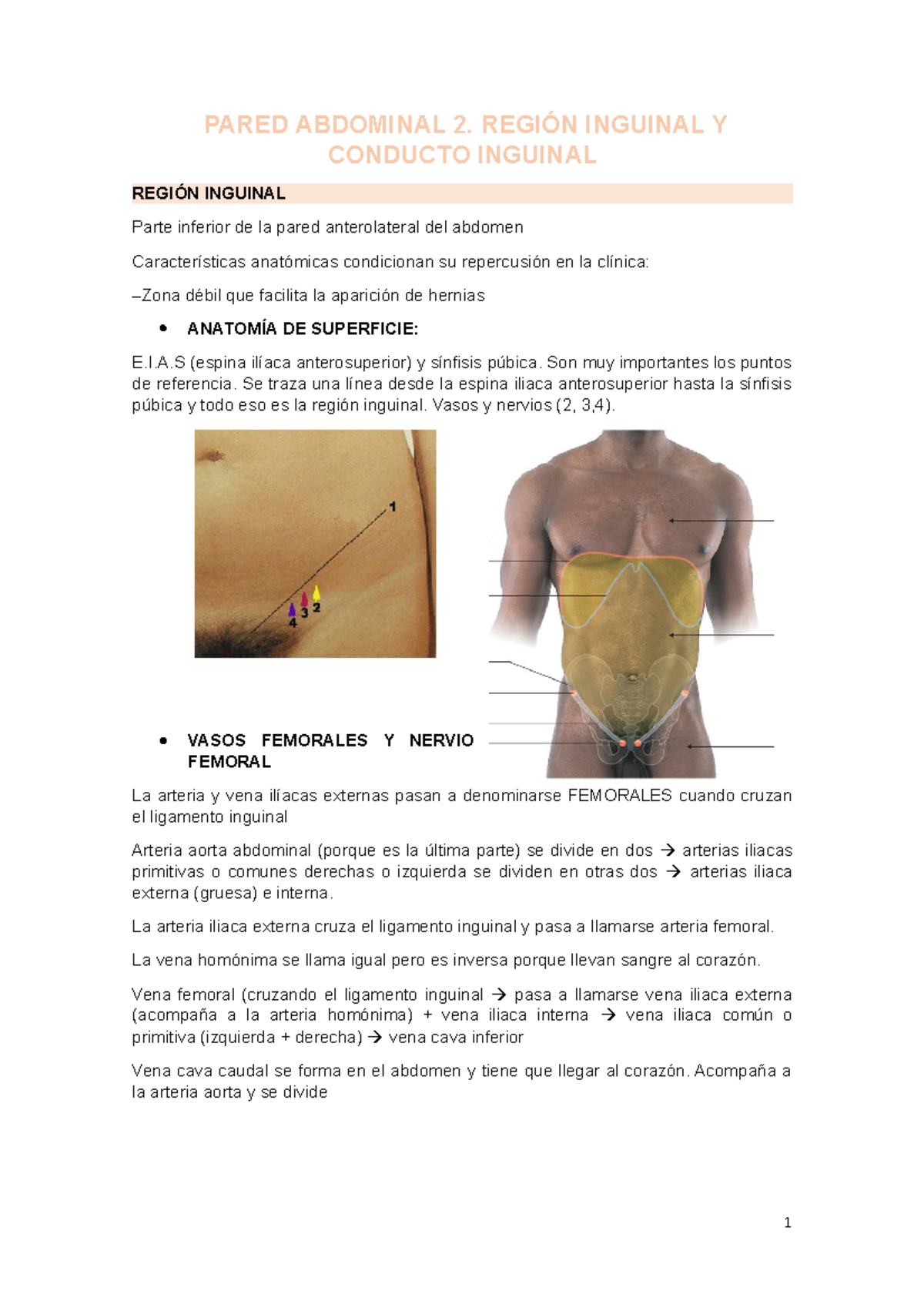 Pared abdminal - PARED ABDOMINAL 2. REGIÓN INGUINAL Y CONDUCTO INGUINAL ...