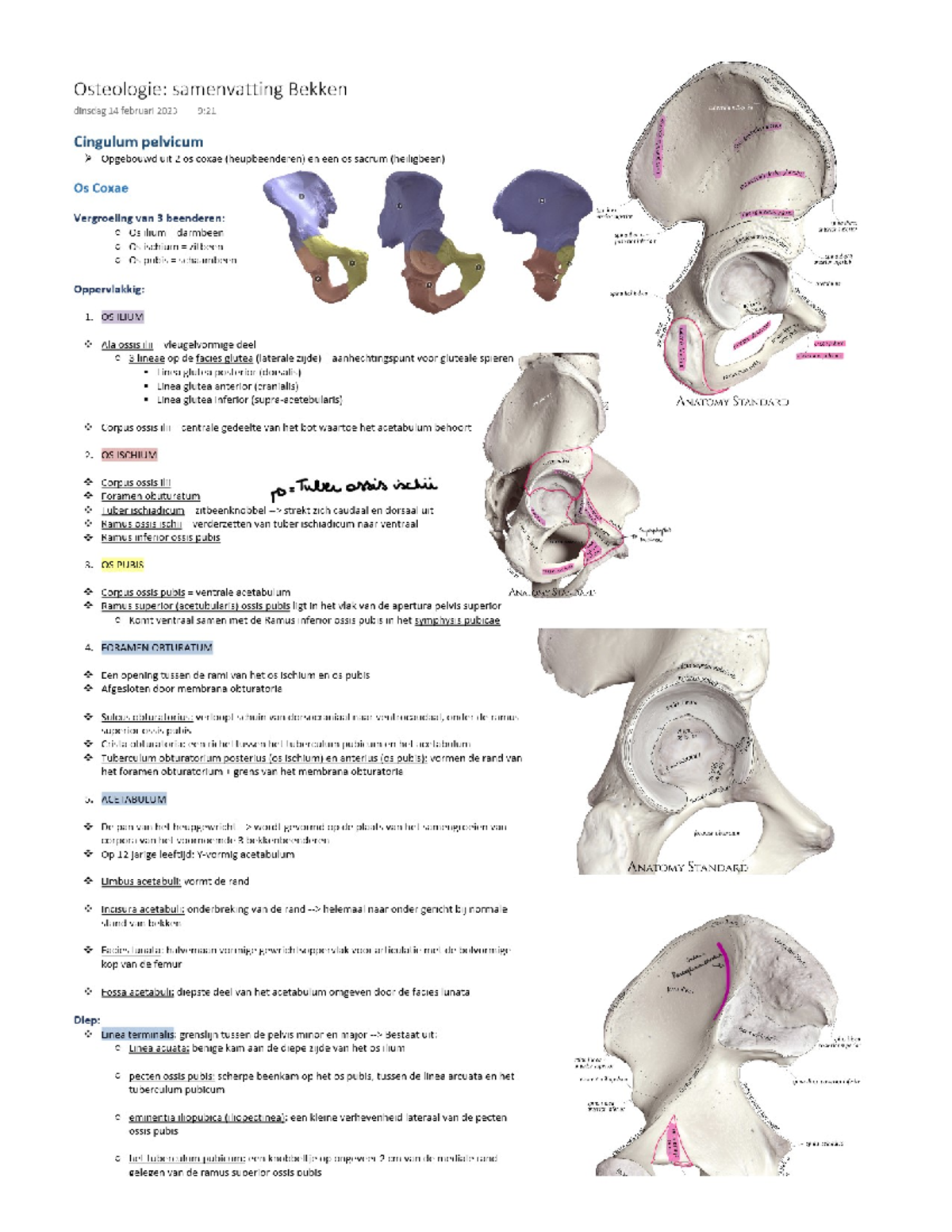 Anatomie 2 samenvatting bekken - Anatomie 2 - Studocu