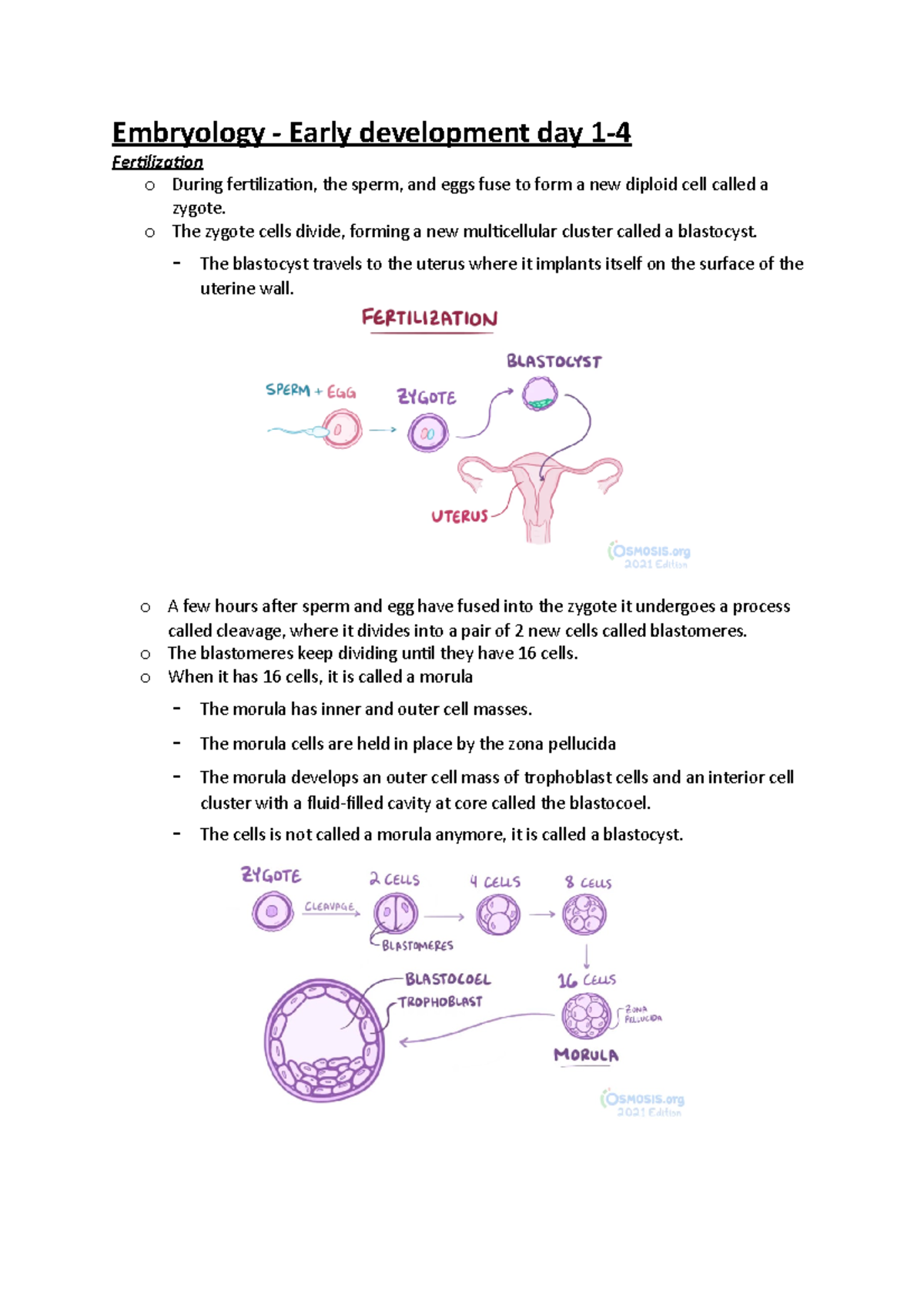 Embryology - o The zygote cells divide, forming a new multicellular ...