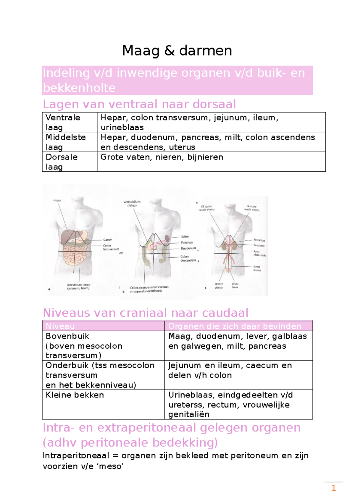 Maag en darmen - Samenvatting Anatomie : inwendige organen - Maag ...