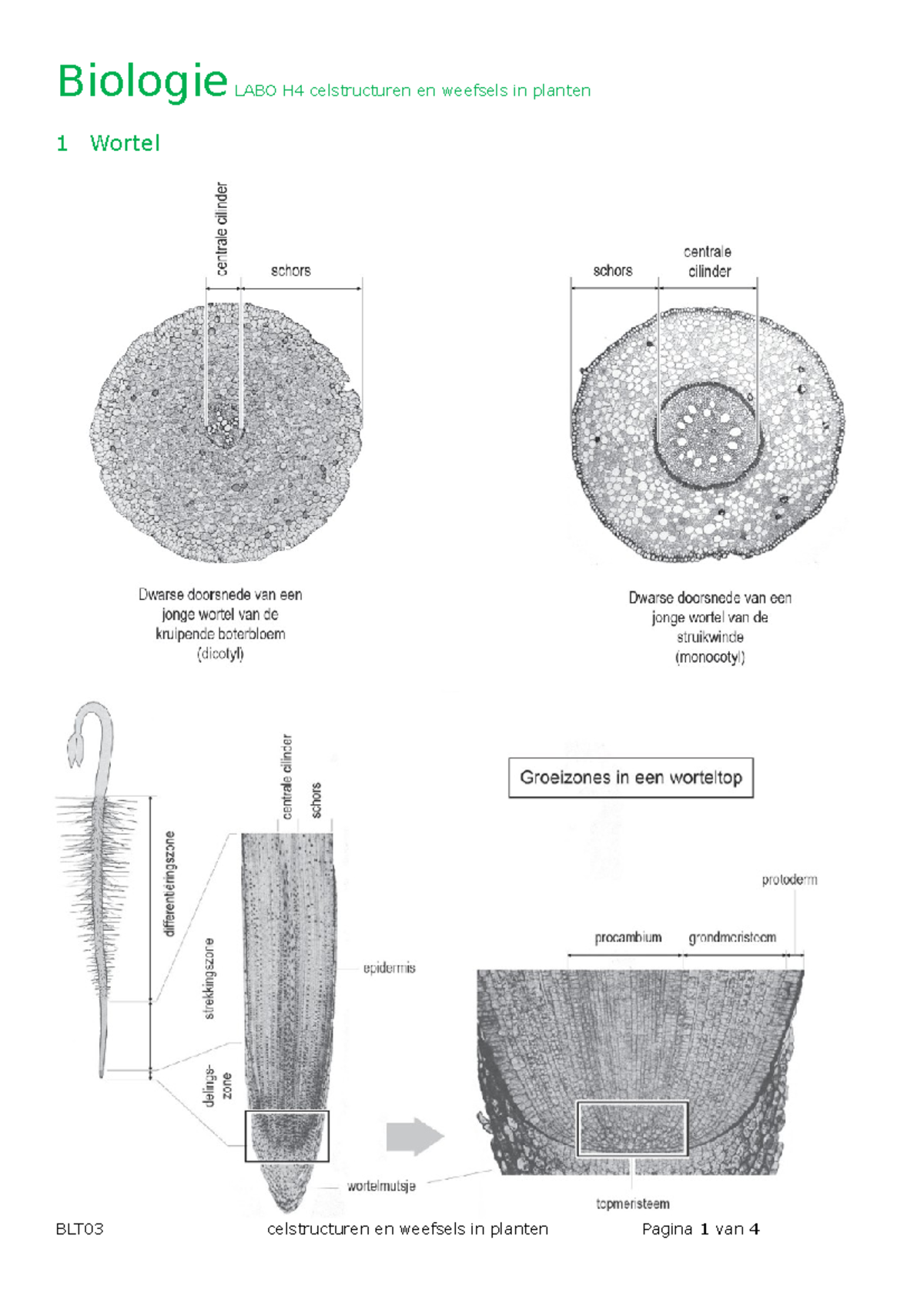 BLT03 LABO H4 celstructuren en weefsels in planten - Biologie LABO H4 ...