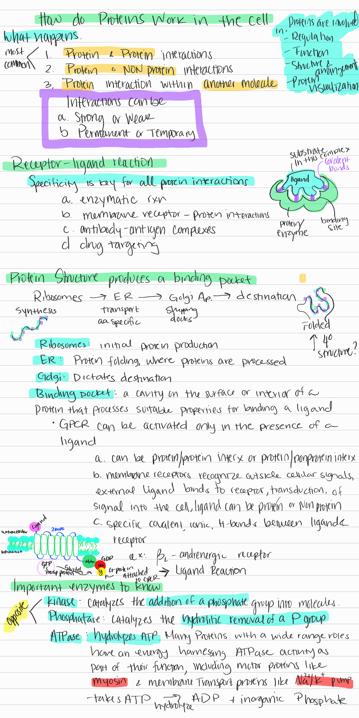 4 Protein functions and modifications - BIOL 300 - Studocu