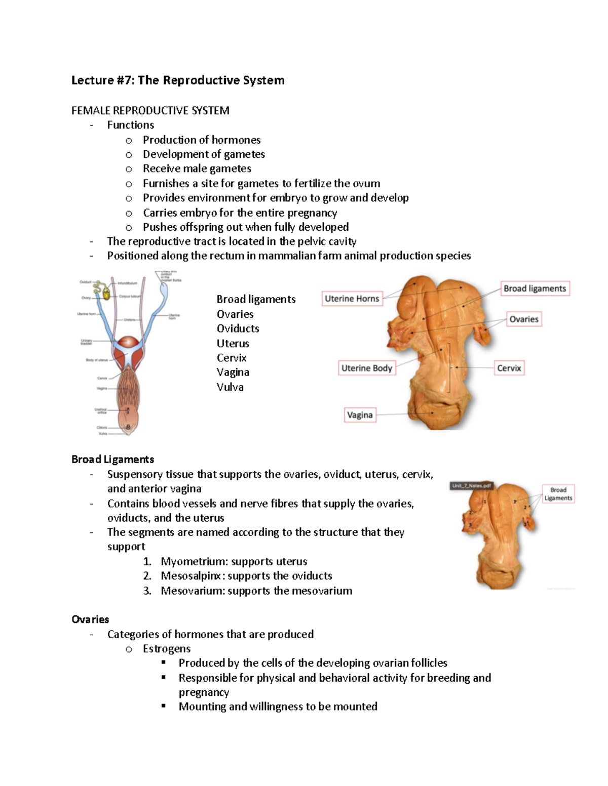 Second half lectures ANSC 2340 - Lecture #7: The Reproductive System ...
