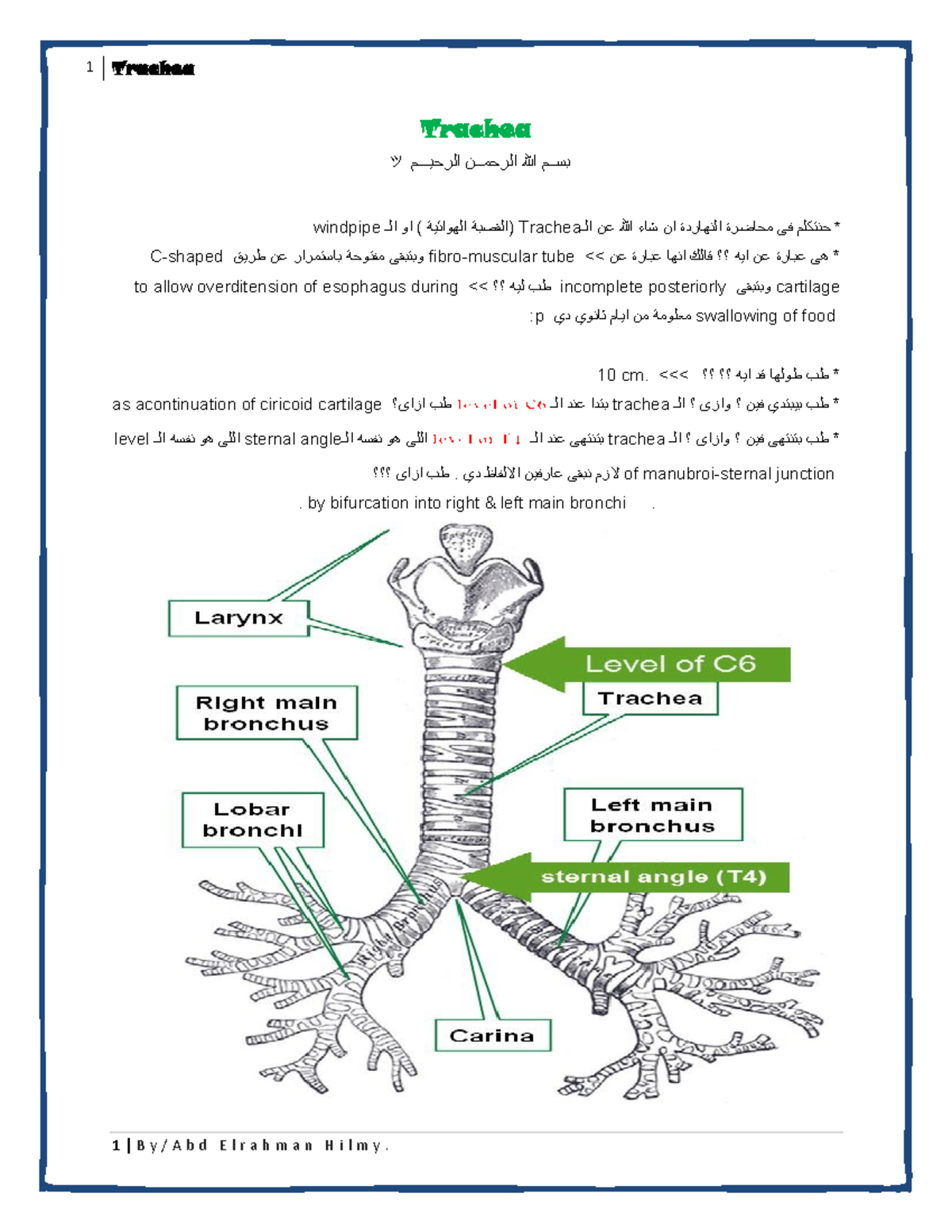 Trachea Medicine and Surgery course - Trachea ッ بســم الله الرحمــن الرحيـــم windpipe(القصبة ...