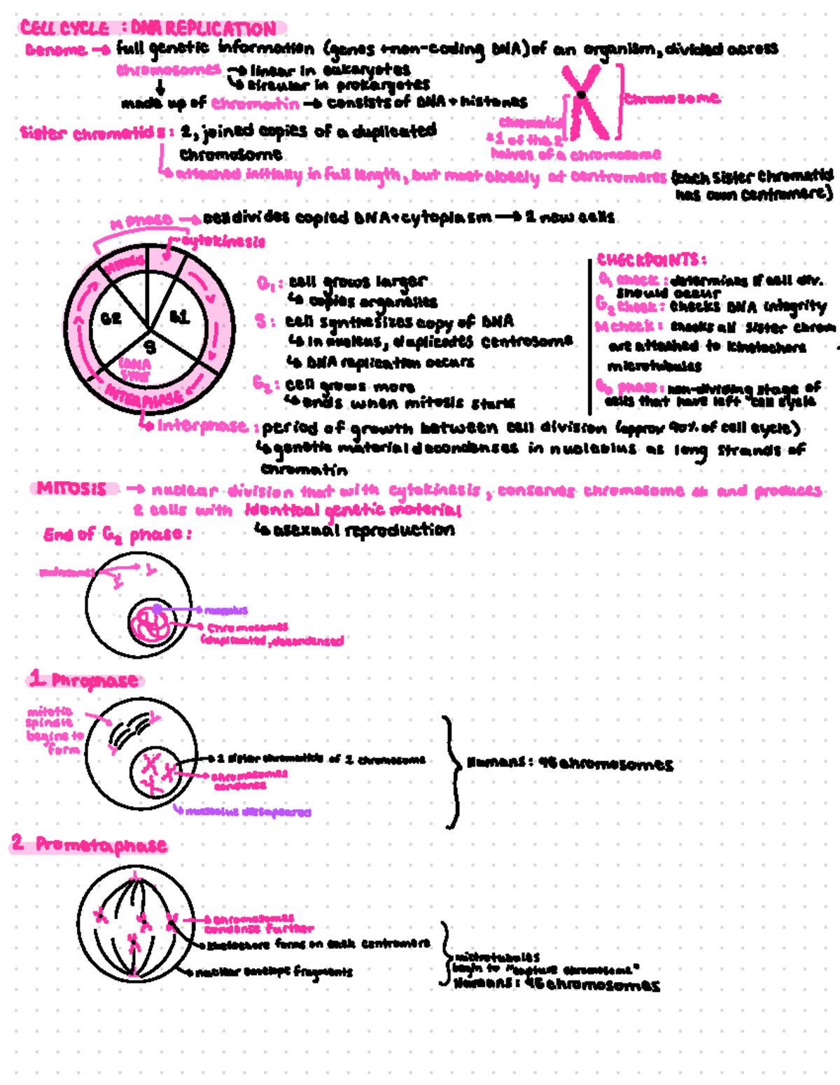 Biol 102 Exam Review - CELL CYCLE: DNAREPLICATION Genome-full genetic ...