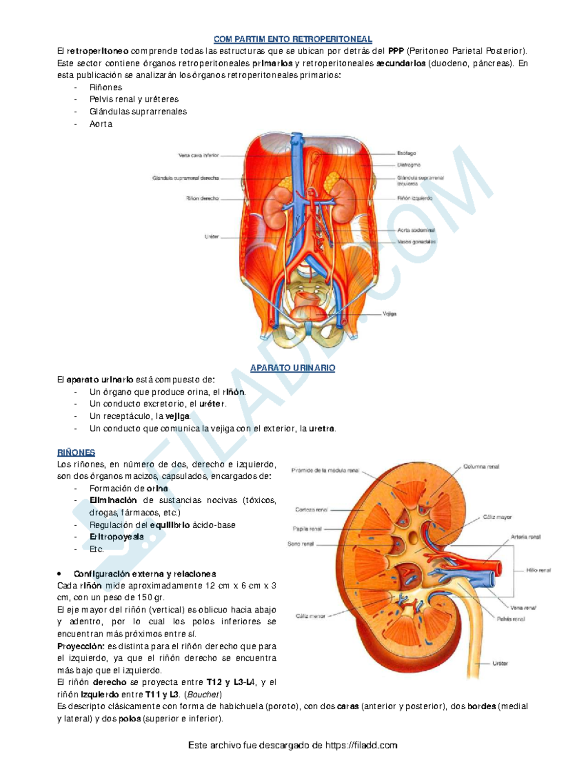 TP5 - Retroperitoneo - Resumen - COM PARTIM ENTO RETROPERITONEAL El ...