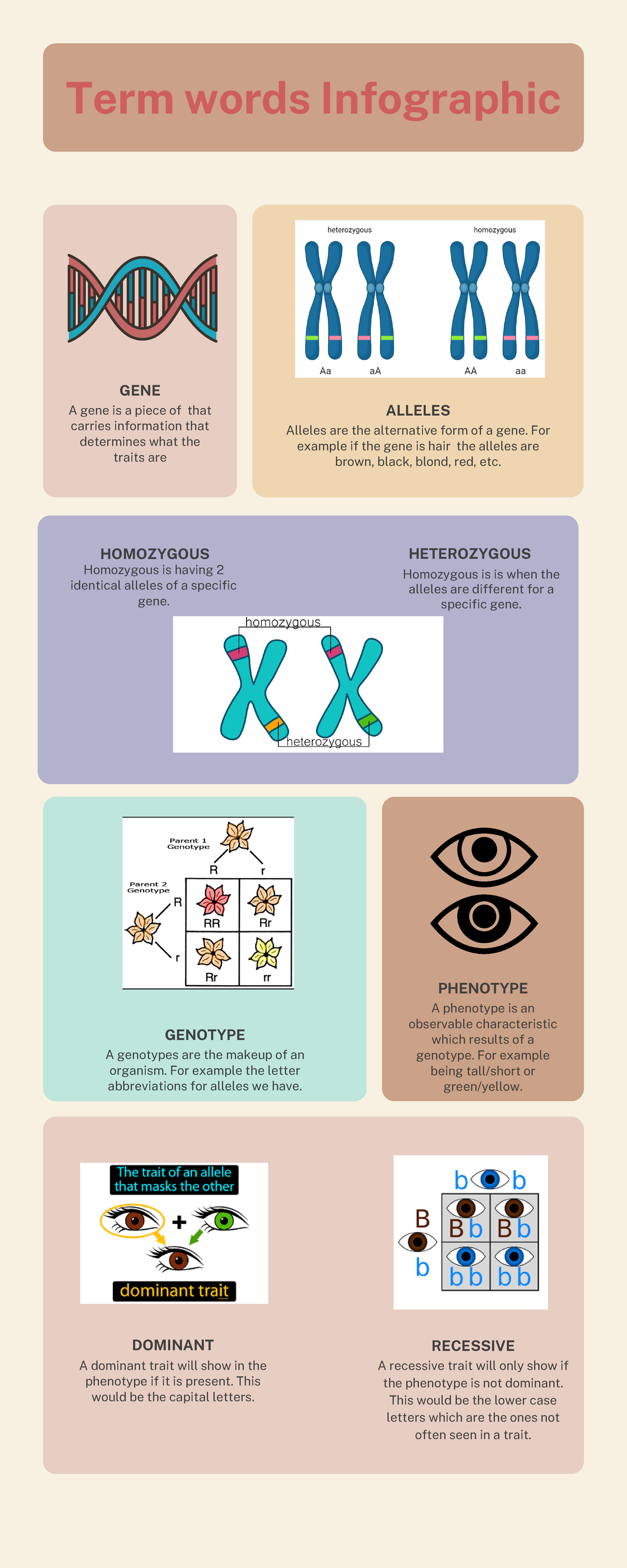 Colorful Pastel Classroom Rules Infographic - Alleles are the ...