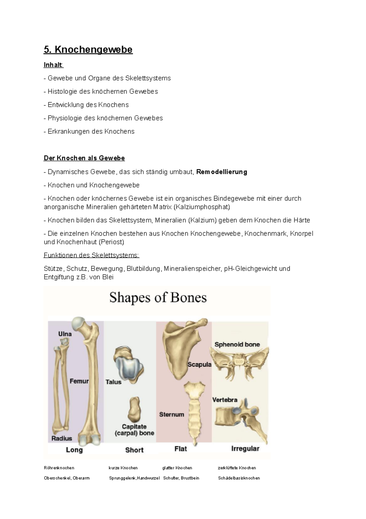 V5 Knochengewebe - 5. Knochengewebe Inhalt: Gewebe und Organe des ...