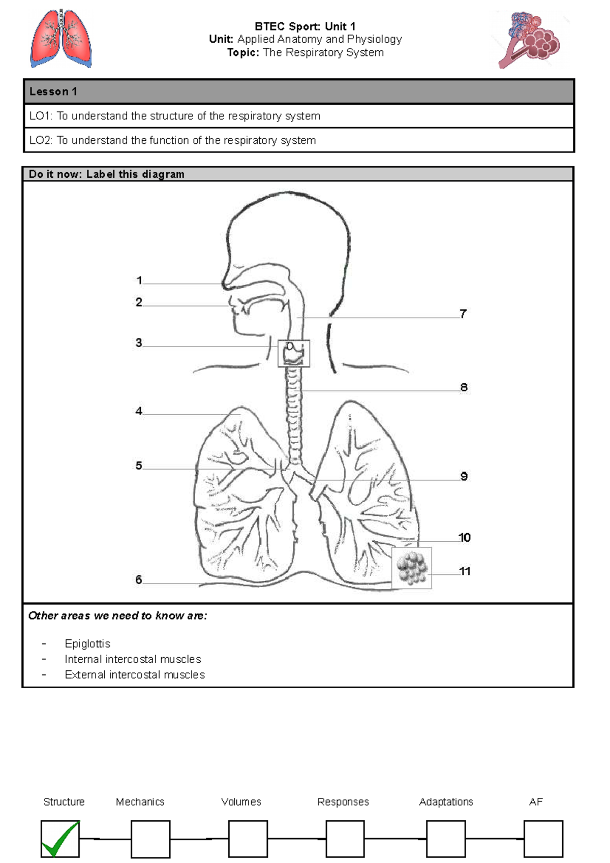 L1 structure and function of the respiratory system - Unit: Applied ...