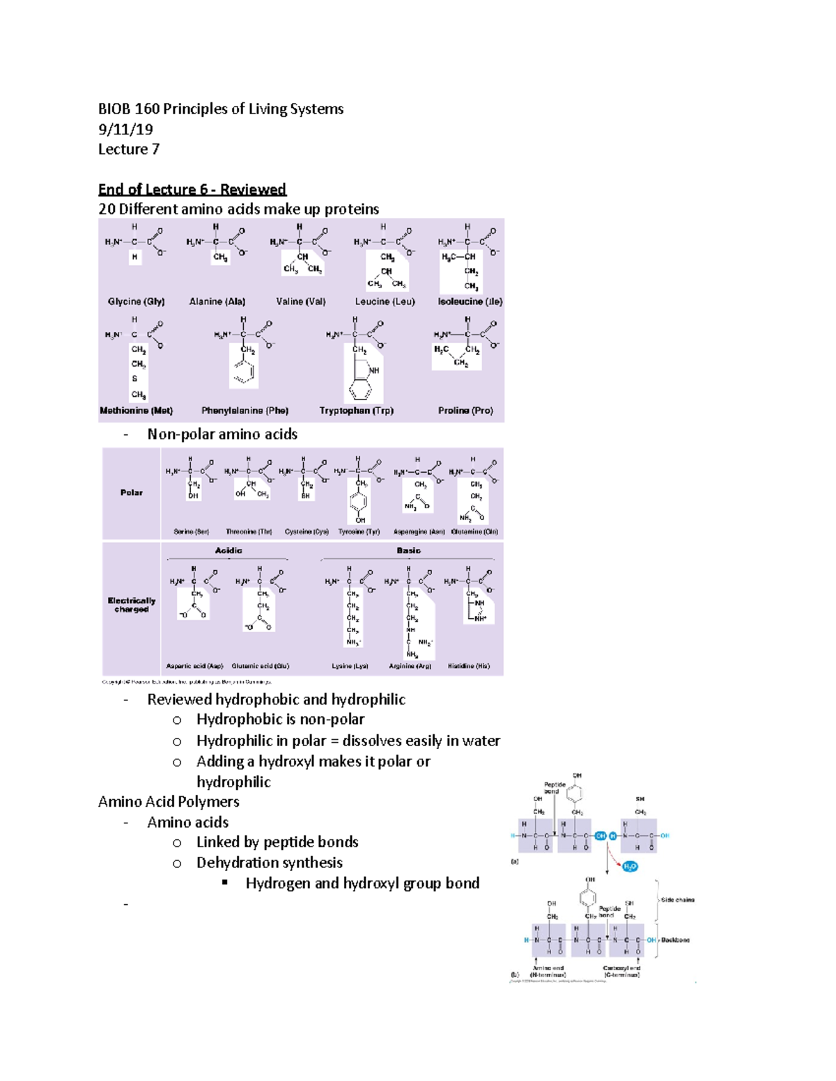 BIOB 160-001 9:11:19 Lecture 7 - BIOB 160 Principles of Living Systems ...