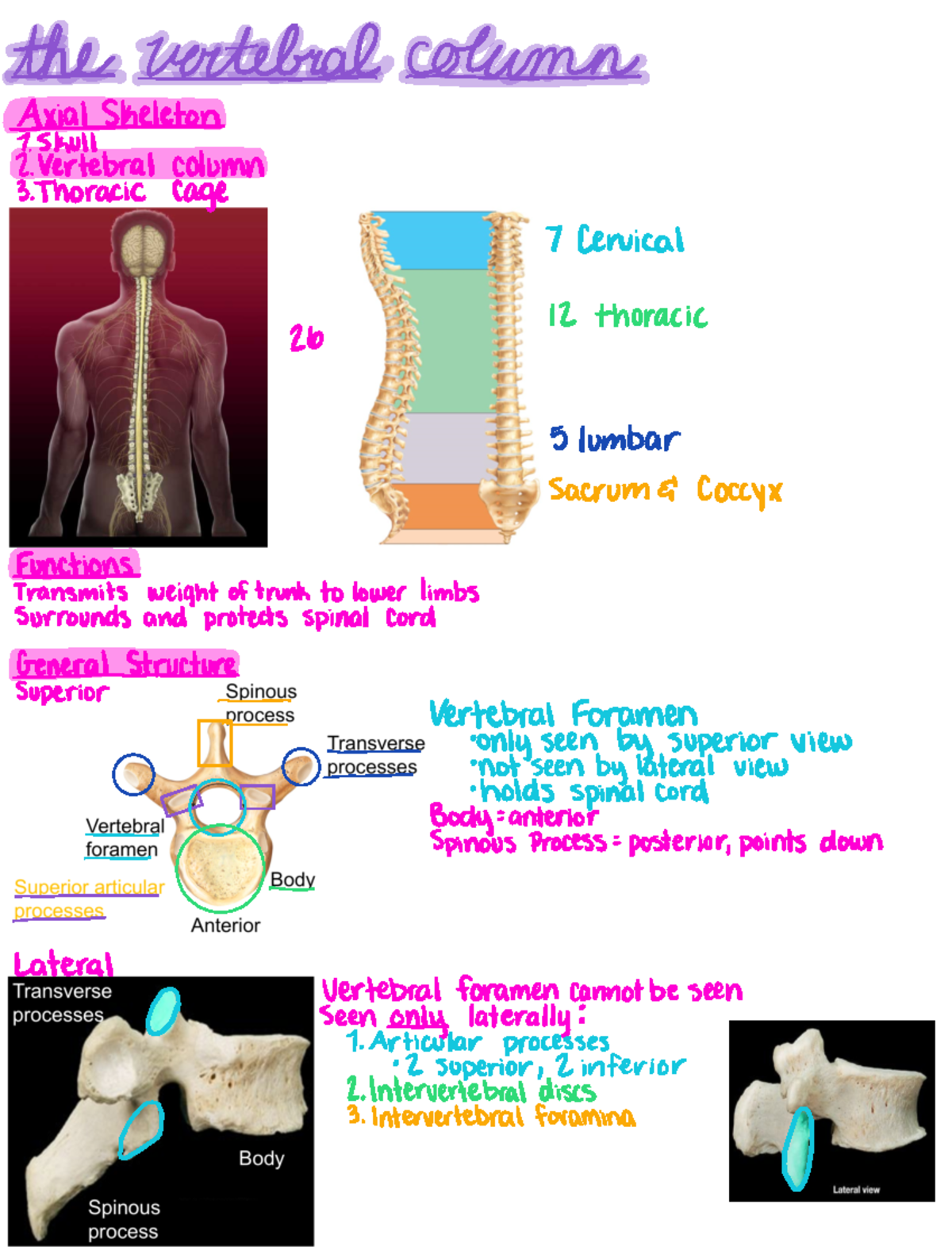 The Vertebral Column - ####### the al columns i tÉmn 3 Thoracic cage 7 ...