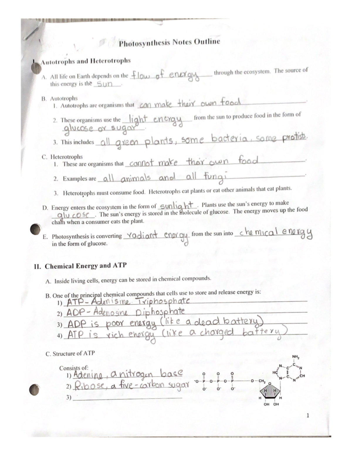 Photosynthesis Notes Outline - Studocu