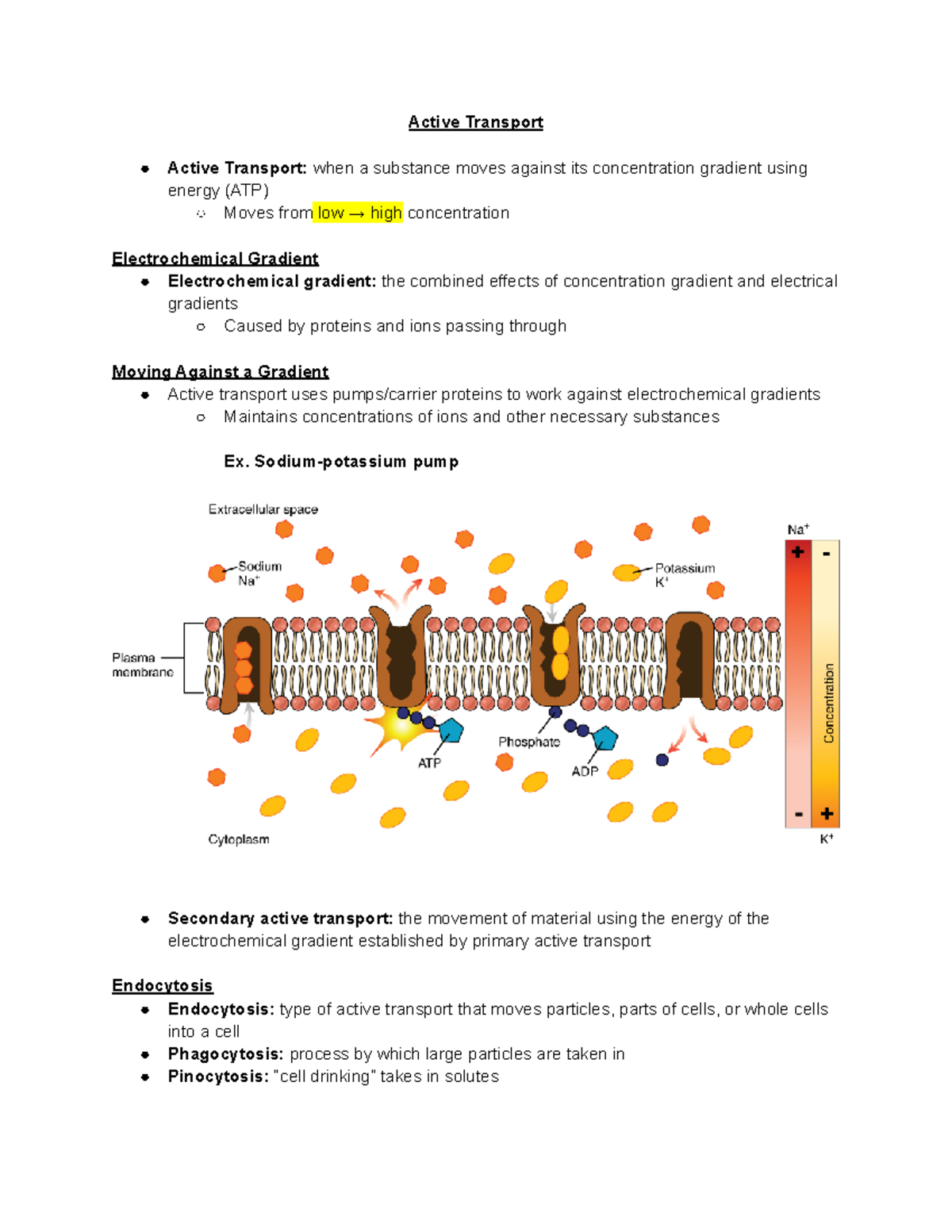 Bio 151 Active Transport notes - Active Transport Active Transport ...