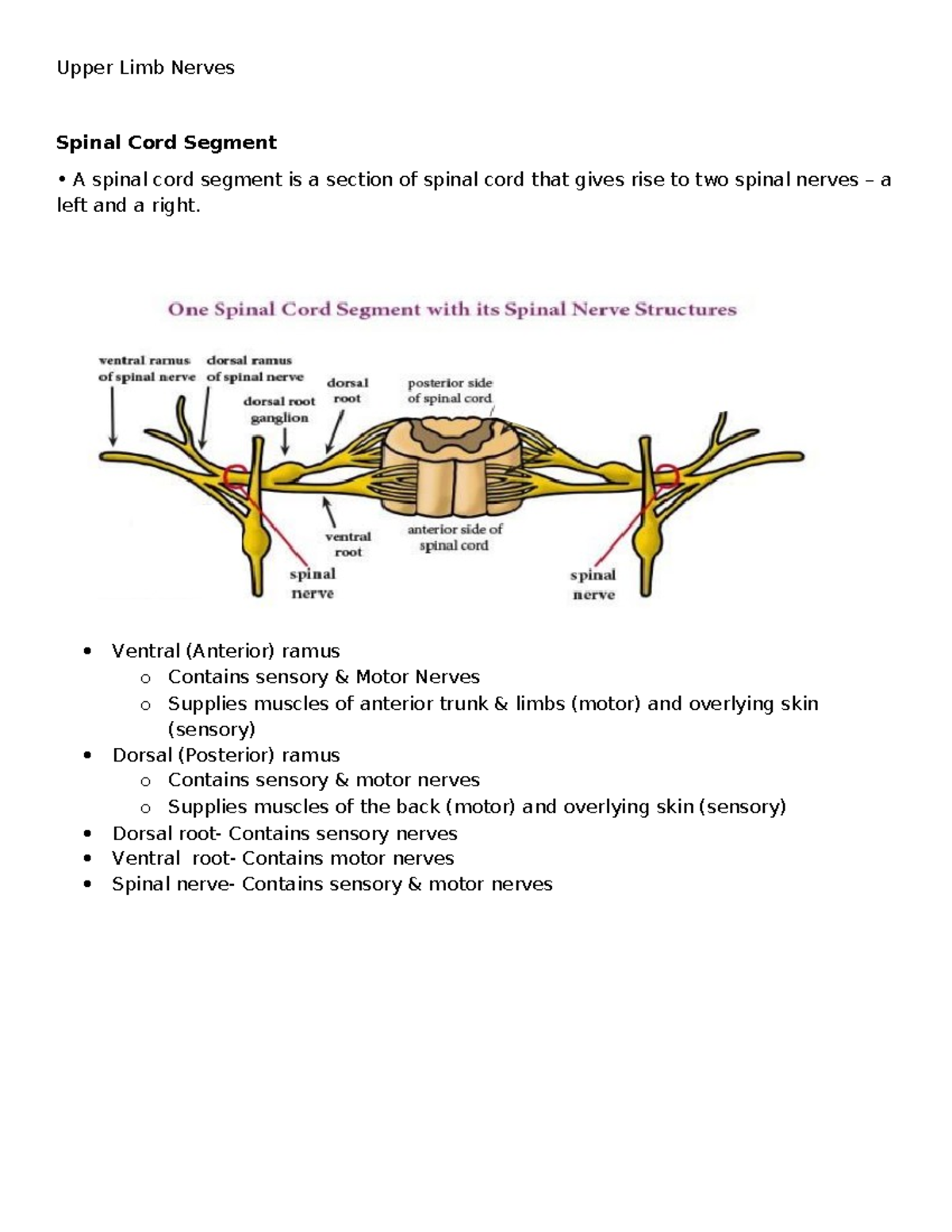 Upper Limb Nerves and Vessels - Upper Limb Nerves Spinal Cord Segment A ...