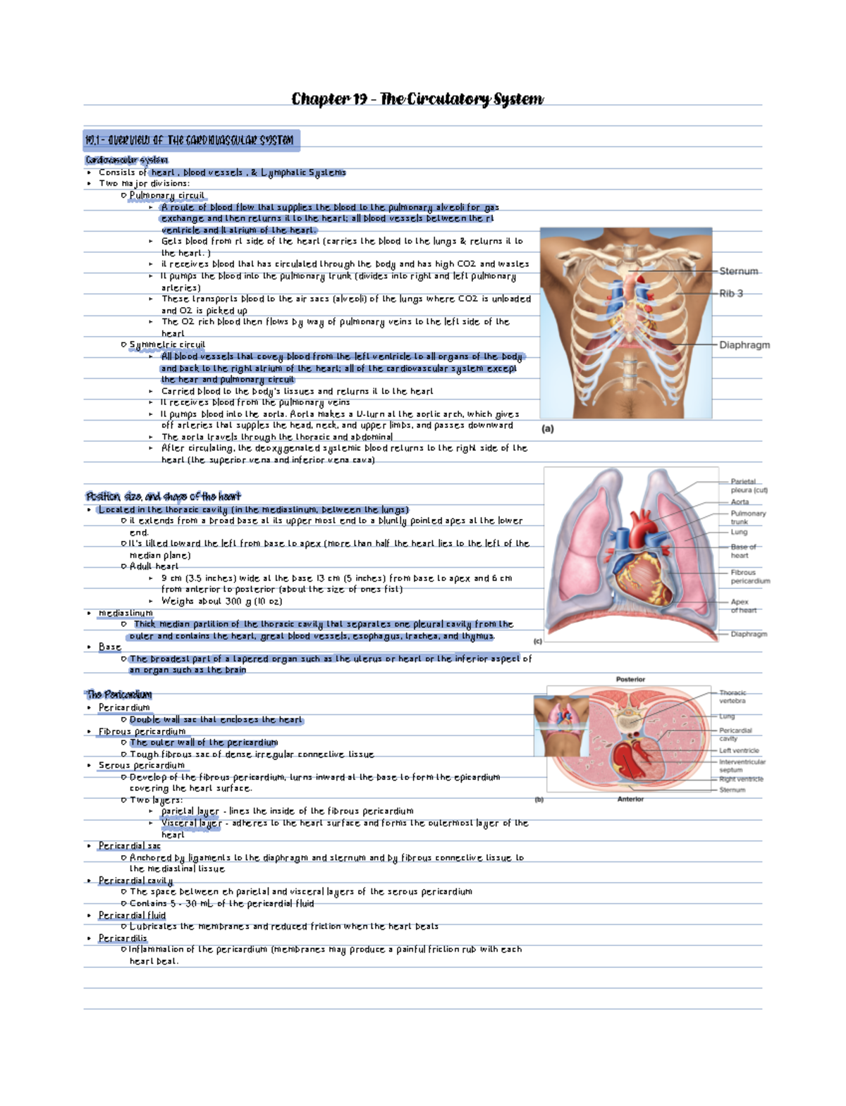Chapter Notes 5 - Cardiovascular system Consists of heart , blood ...