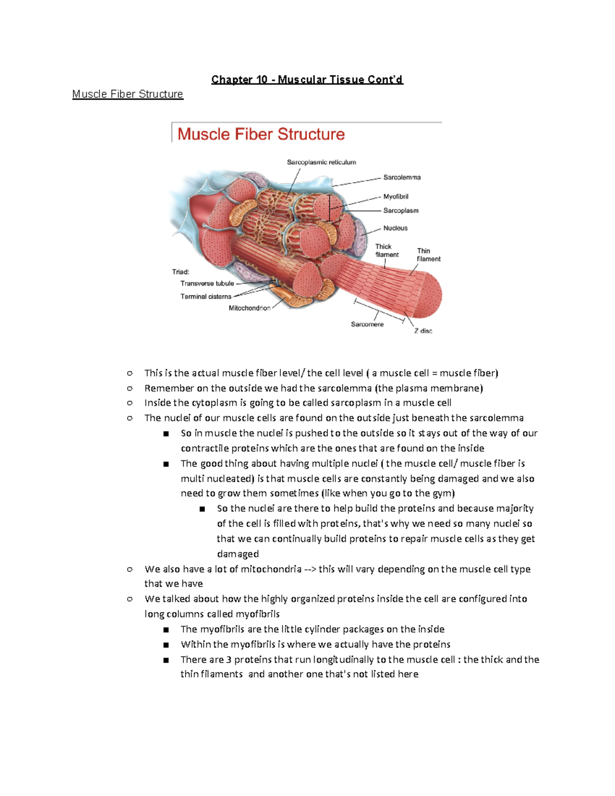 Chapter 10 - Muscular Tissue Continued - Chapter 10 - Muscular Tissue ...