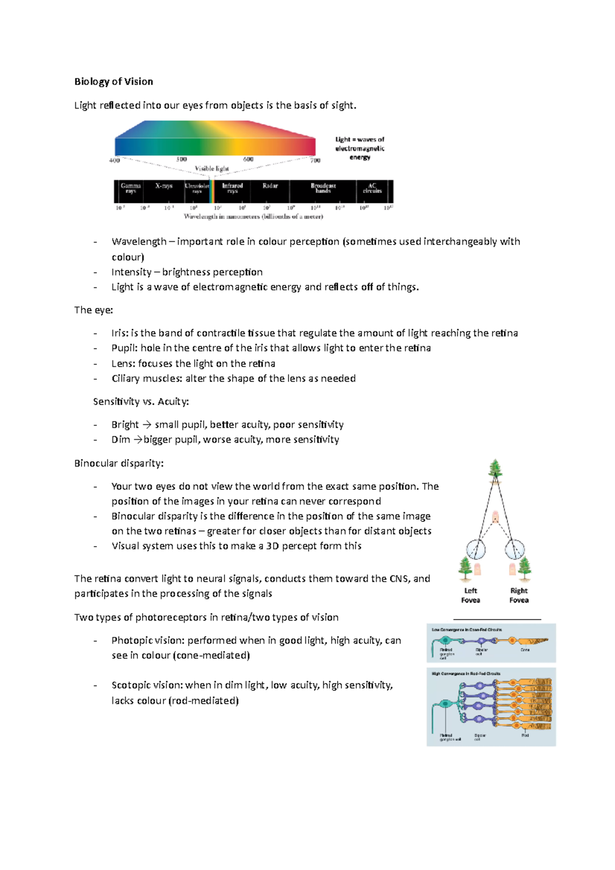 Biology of Vision - Biology of Vision Light reflected into our eyes ...