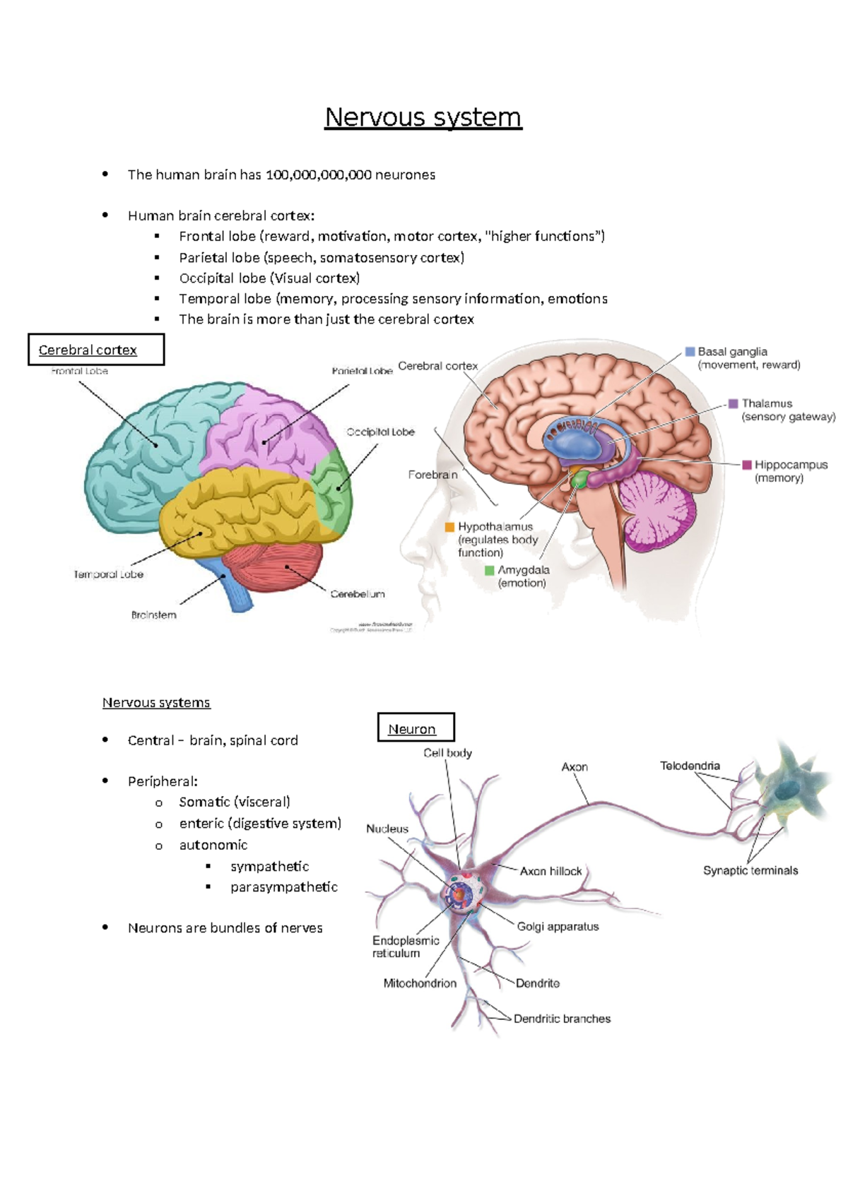 2 Nervous system - Anatomy notes from lectures - Nervous system The ...