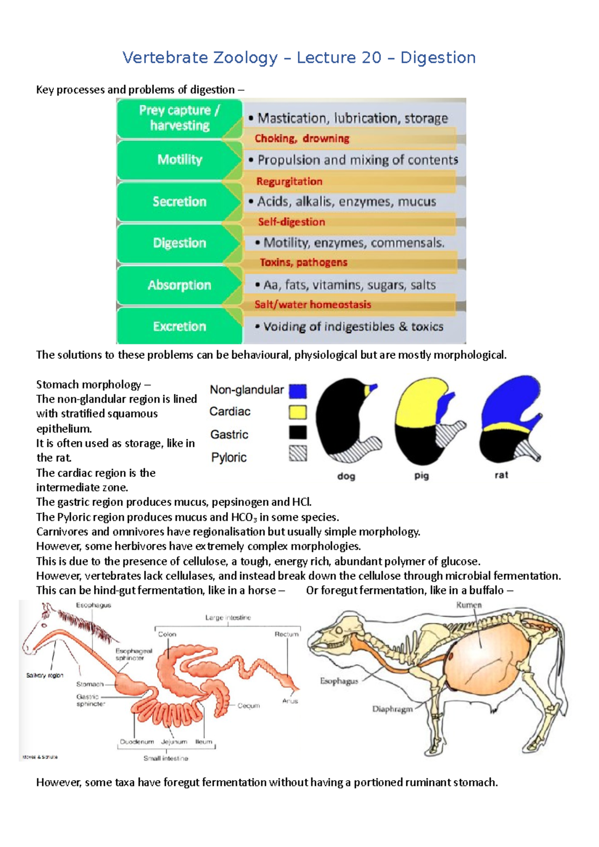 Vertebrate Zoology Lecture 20 - Vertebrate Zoology – Lecture 20 – Digestion Key processes and ...