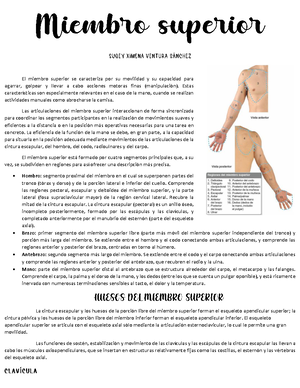 Corazón apuntes - Grandes Vasos Anatomia delcorazon Forma yournation ...