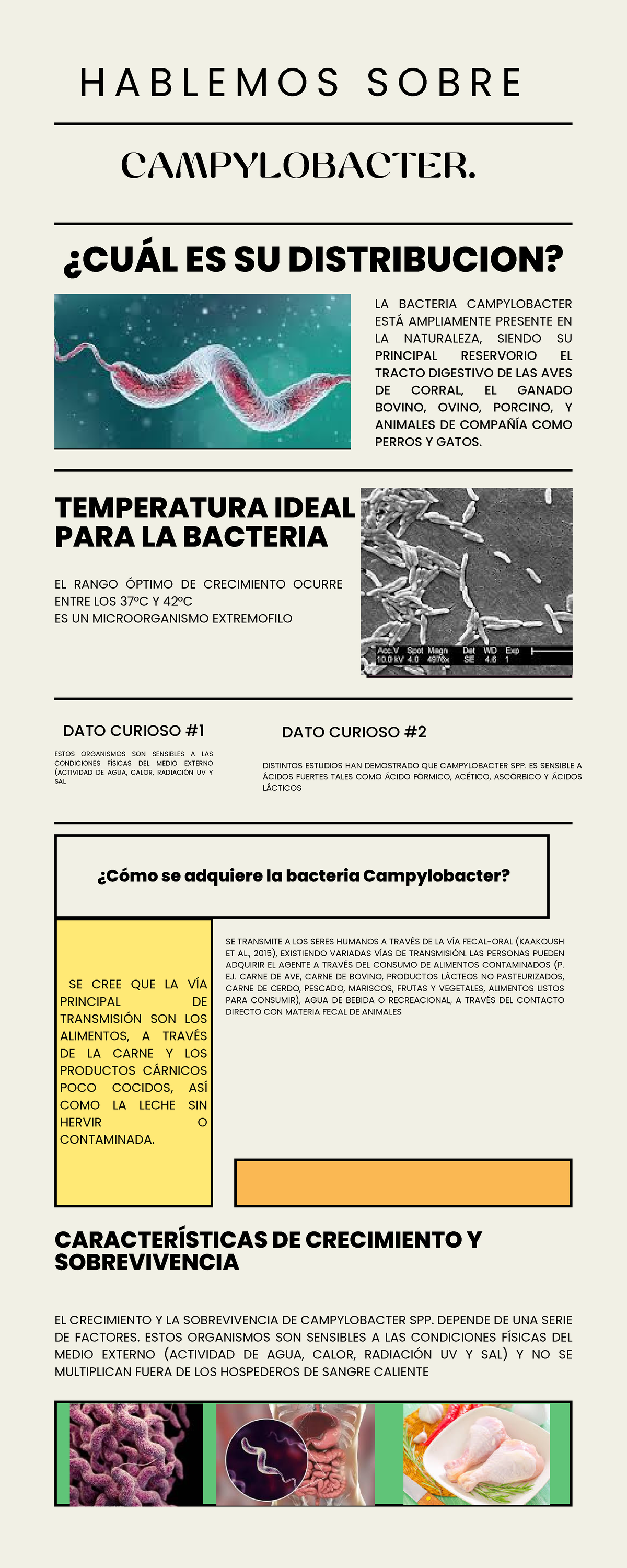 Infografía de campylobacter - CAMPYLOBACTER. SE CREE QUE LA VÍA ...