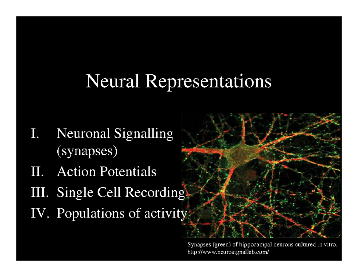 3. Neural Reps Slides - lecture 3 - Neural RepresentationsNeural ...