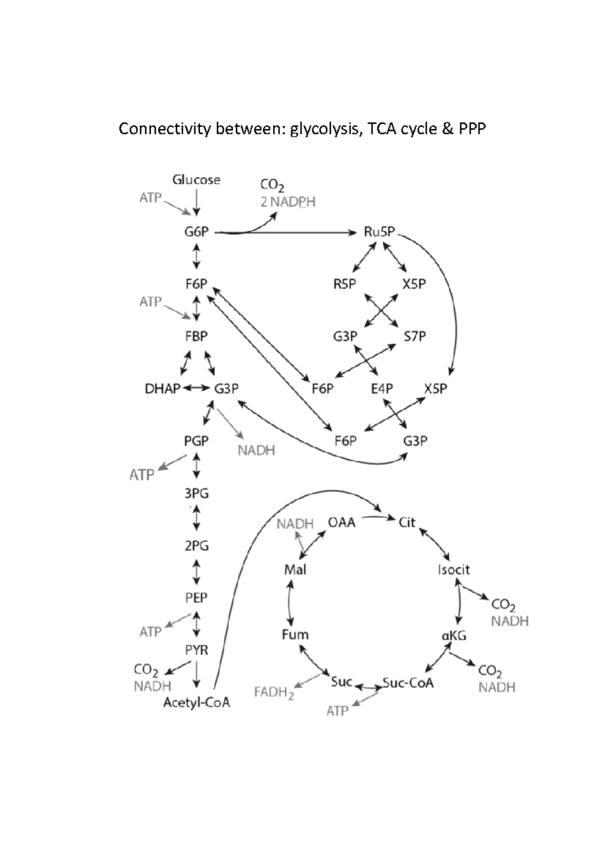 Metabolism important things - Connectivity between: glycolysis, TCA ...