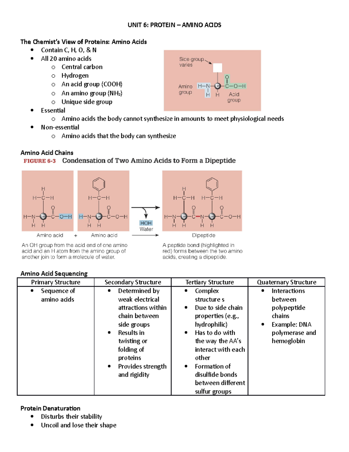 UNIT 6 - Notes - UNIT 6: PROTEIN – AMINO ACIDS The Chemist’s View of ...