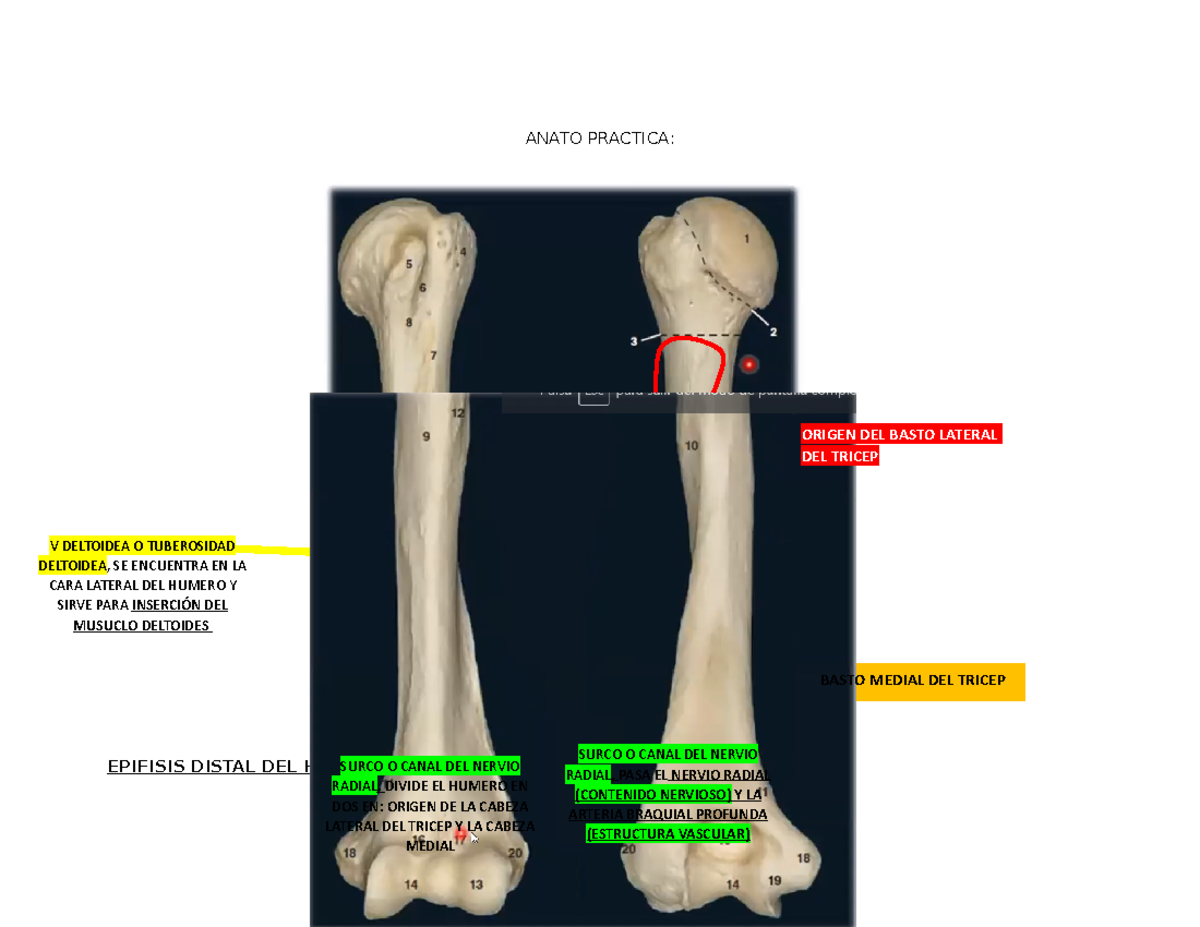Anato Practica Sesion 2 - ANATO PRACTICA: EPIFISIS DISTAL DEL HUMERO ...