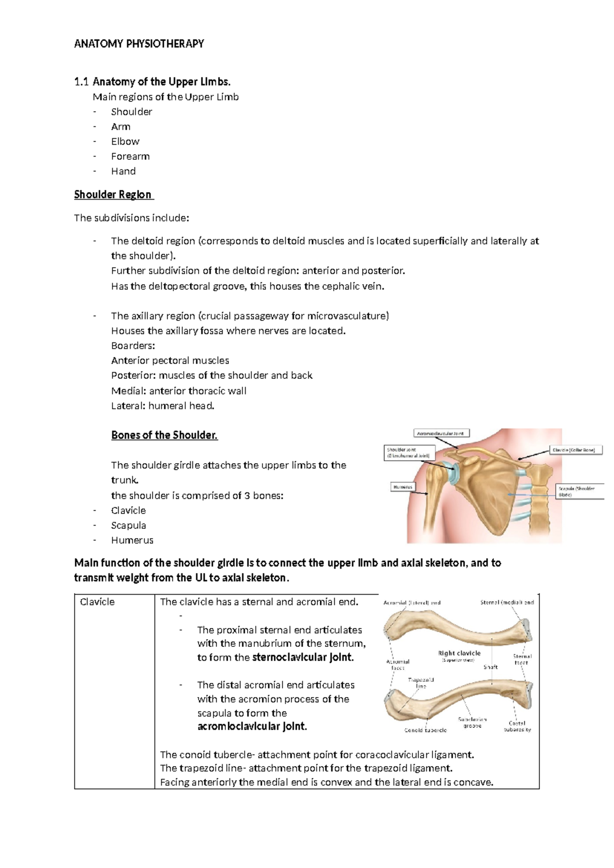 Anatomy of the Upper Limbs - Main regions of the Upper Limb - Shoulder ...