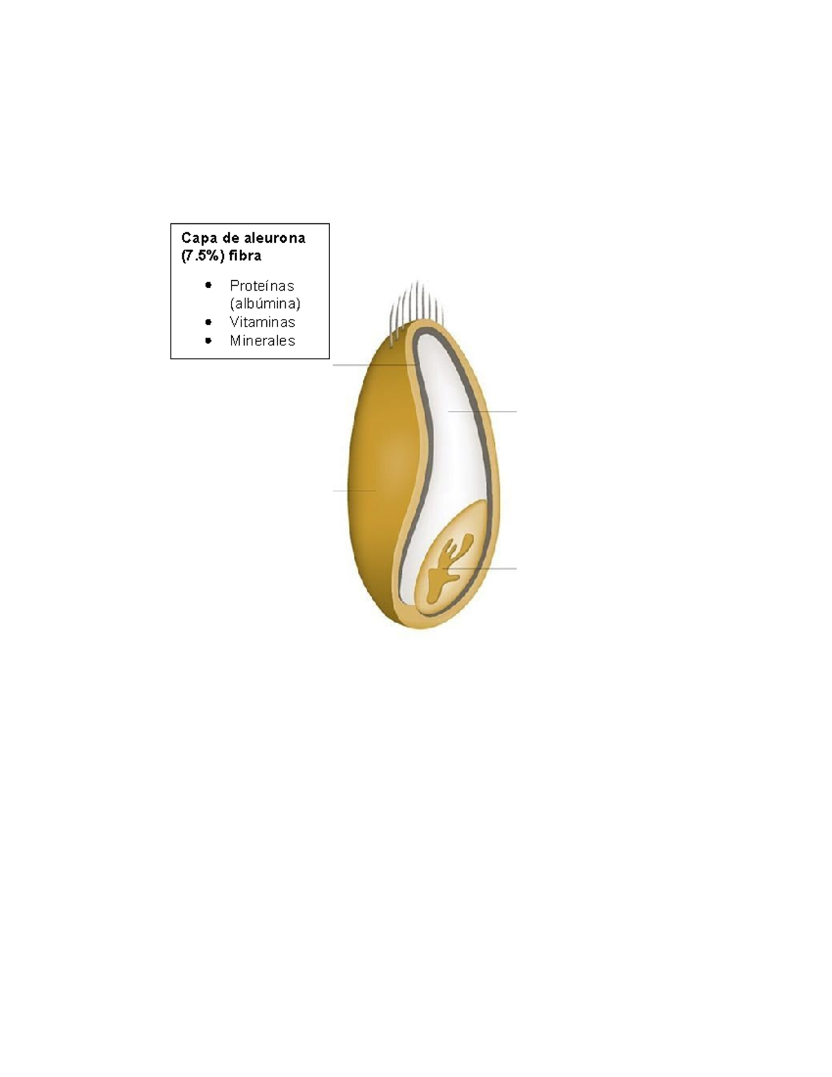 a2_tecnicas culinarias - Tecnicas Culinarias - Capa de aleurona (7% ...