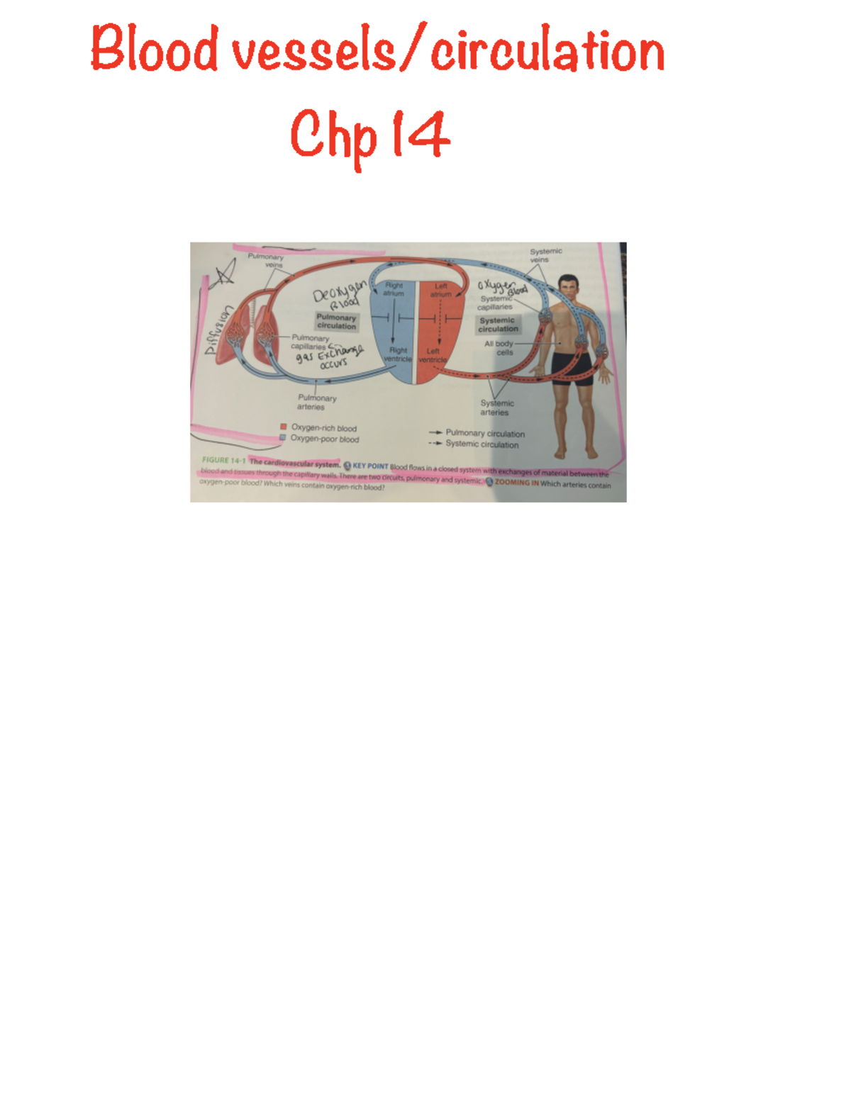 Blood vessels & circulation - Blood vessels/circulation Chp 14 Key ...