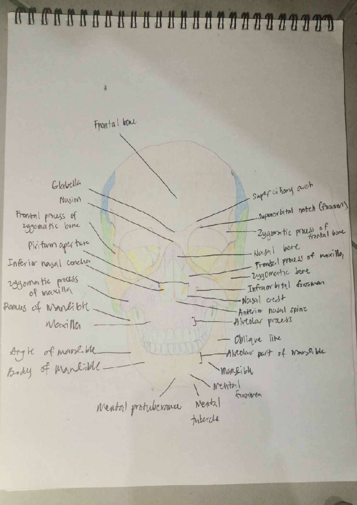 M2 The Skeletal System of the Head Post Task - Table #1: EXTERNAL ...