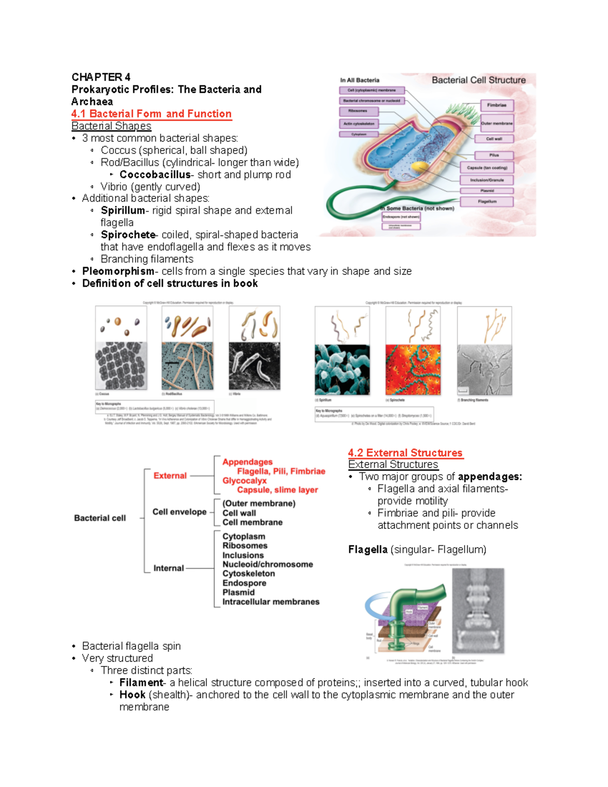 Chapter 4 Notes - CHAPTER 4 Prokaryotic Profiles: The Bacteria and ...
