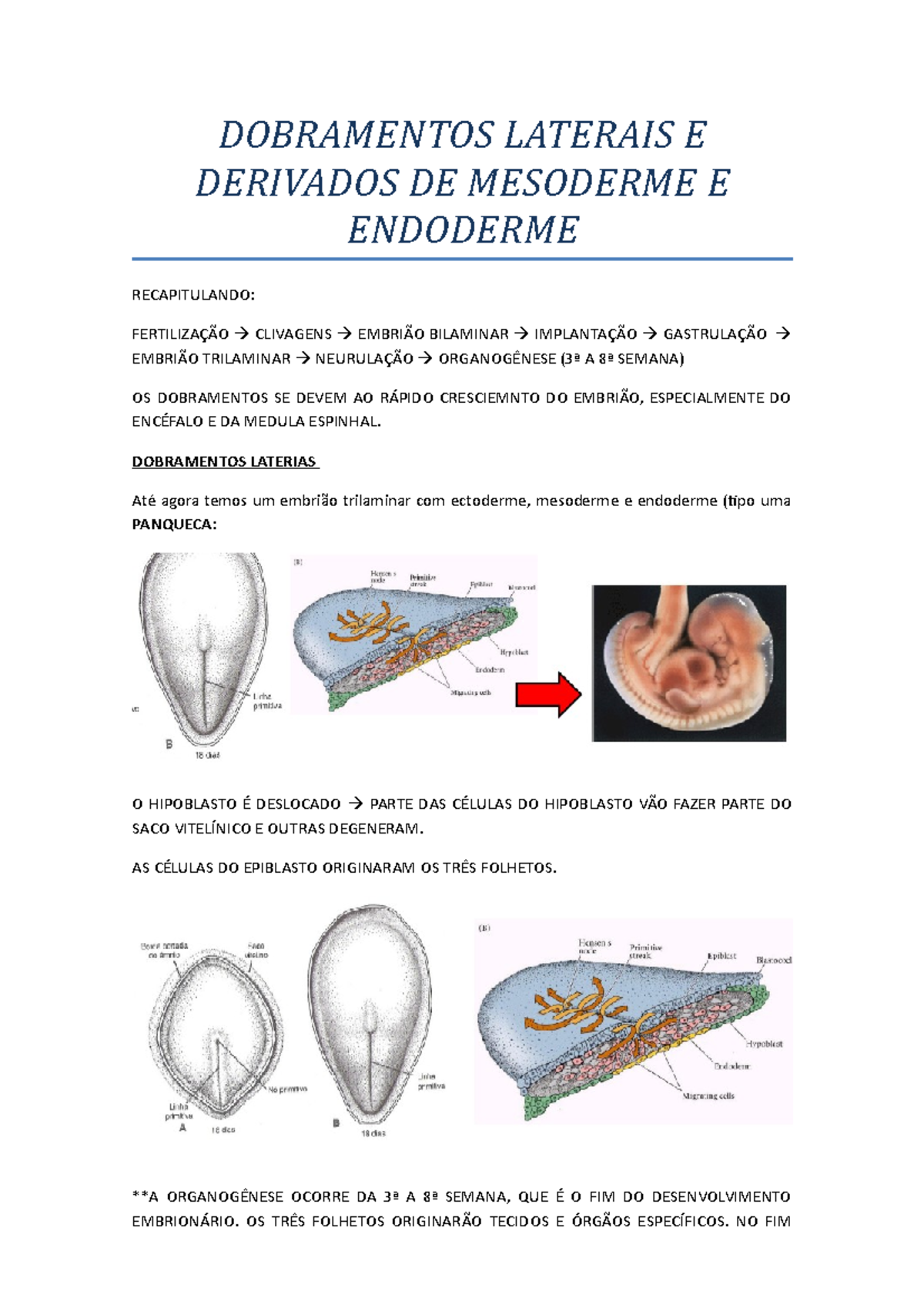 Embriologia - Derivados DE Mesoderme E Endoderme - DOBRAMENTOS LATERAIS ...