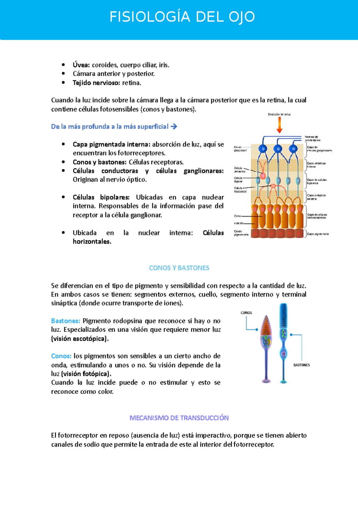Fisiología DEL OJO - Úvea: coroides, cuerpo ciliar, iris. Cámara ...