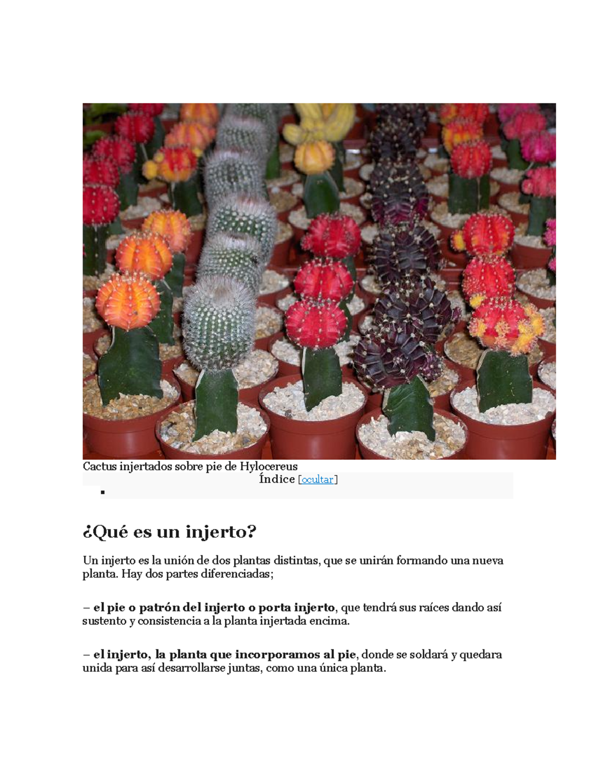 Cactus injertados sobre pie de Hylocereus - Hay dos partes ...