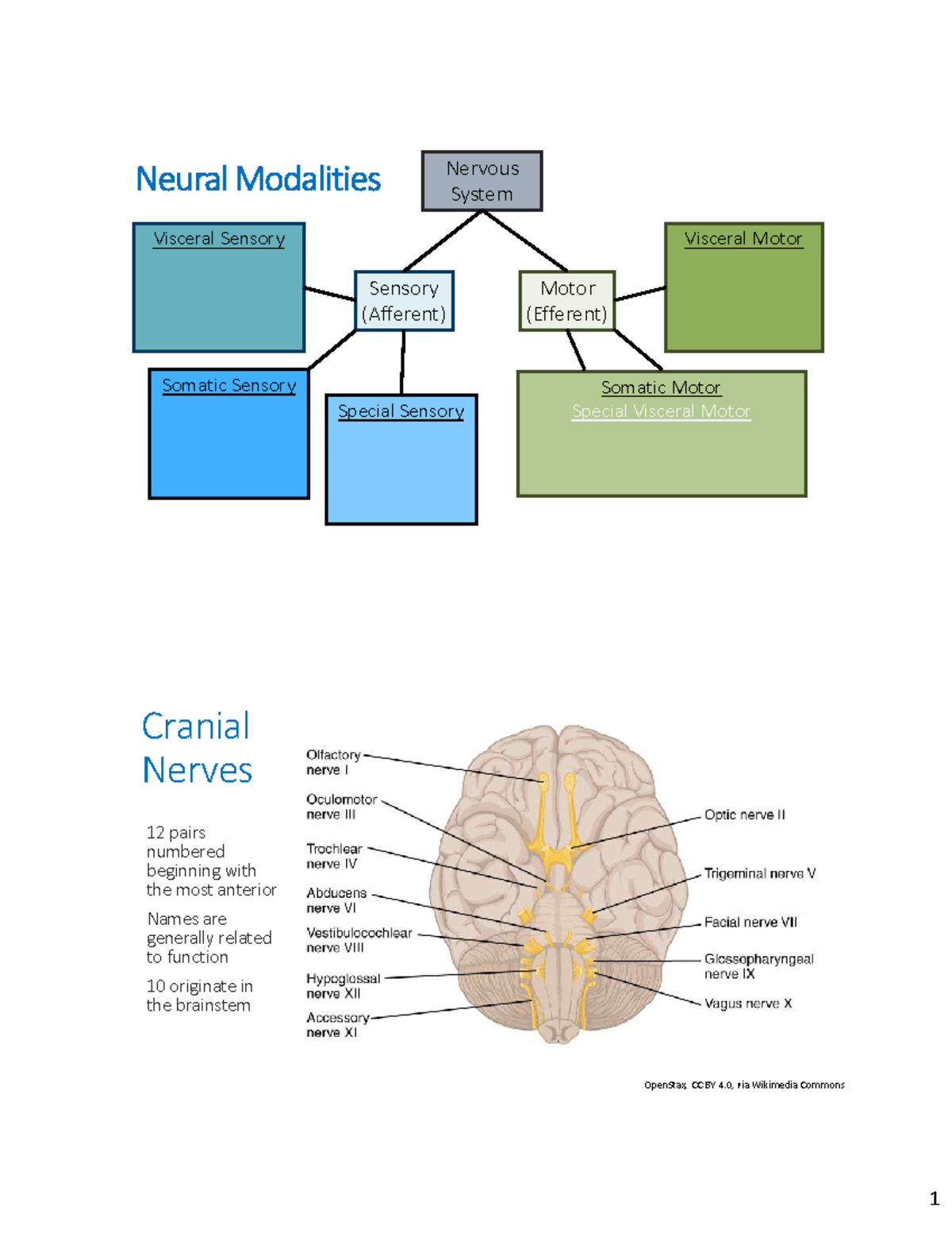 cranial nerves notes - Neural Modalities Motor (Efferent) Nervous ...