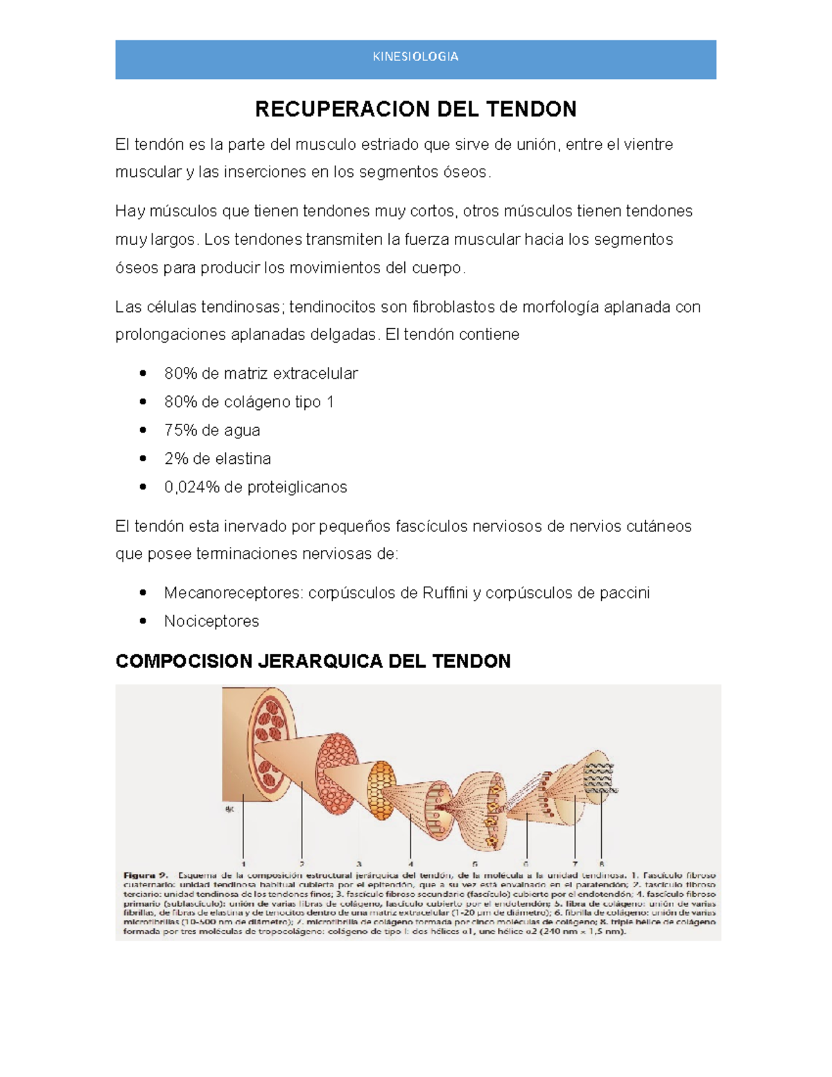 Recuperacion DEL Tendon - RECUPERACION DEL TENDON El tendón es la parte ...