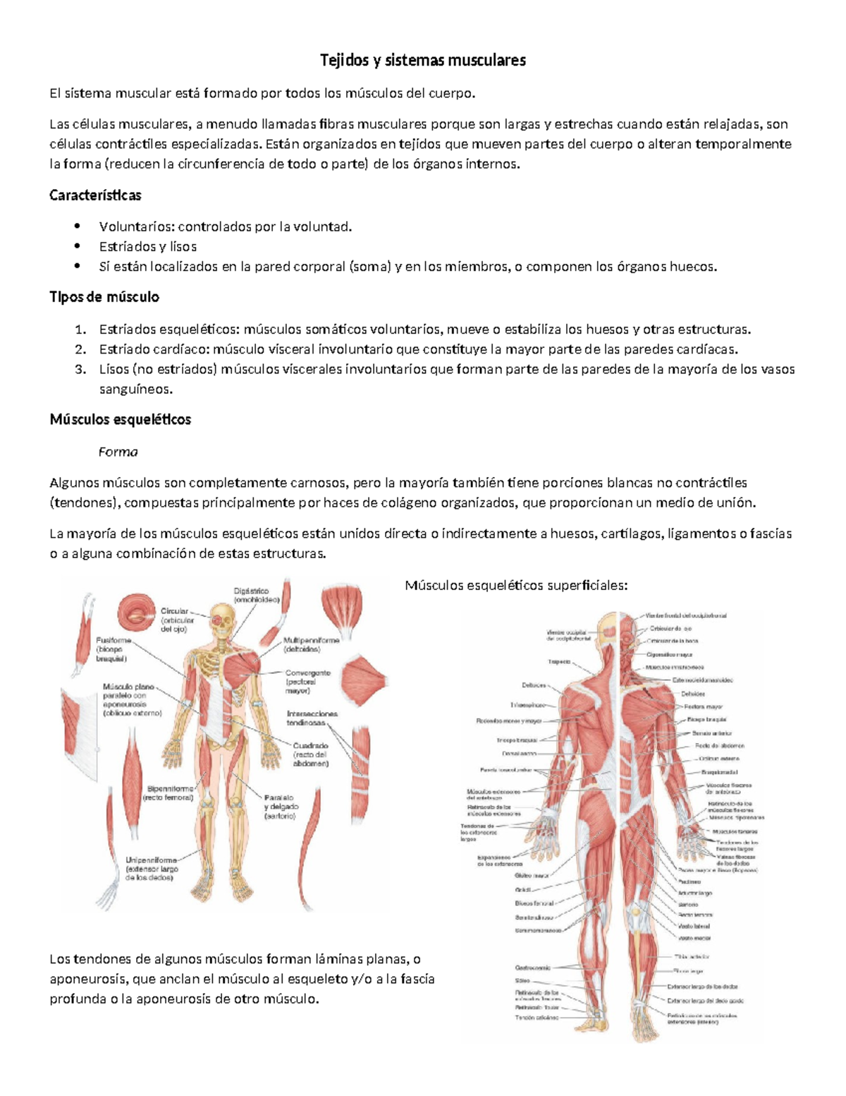Tejidos y sistemas musculares - Las células musculares, a menudo ...